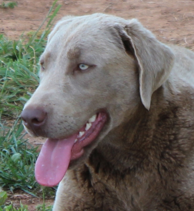 Facts and information about Silver Labradors and Charcoal Labradors